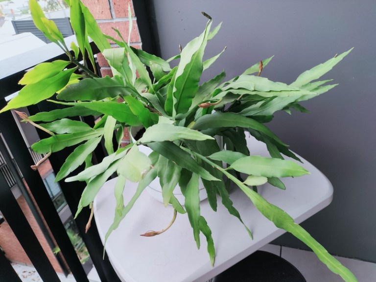 DOWNUNDER WITH BOODZ | (Less) large grumpy woman; small adorable kitty ...